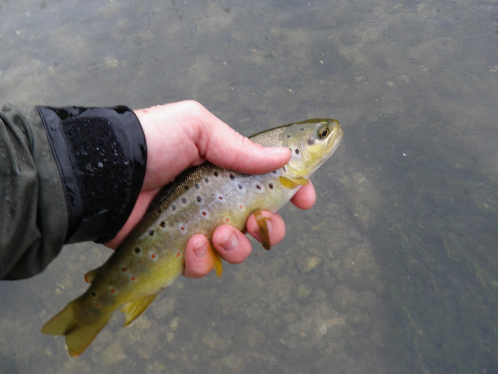 Fly Fishing and other adventures: The River Coln, Fairford in the Rain