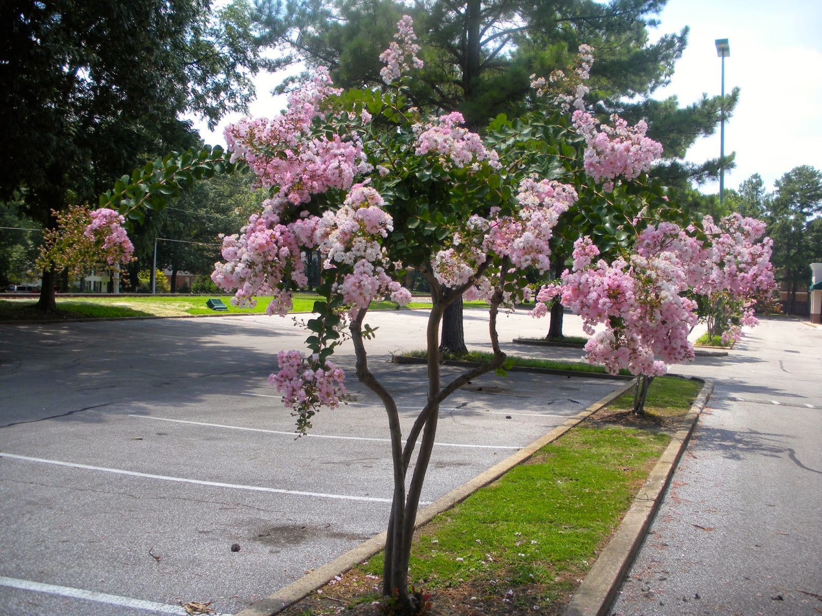 Memphis Trees: July 2014