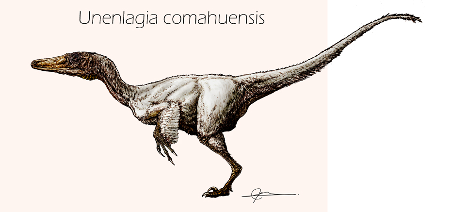 Dinosauriomanía, lo que querías saber de los dinosaurios: La evolución ...