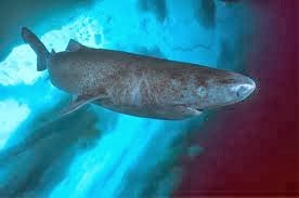 Horsing Around At Home: ShhhhhSharks!!!! and shark dissection!