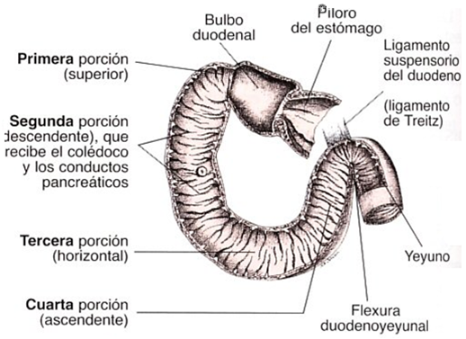 Todo para el Radiologo