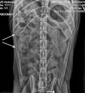 Veterinary Key Points: Linear Foreign Bodies: One of the most sinister ...