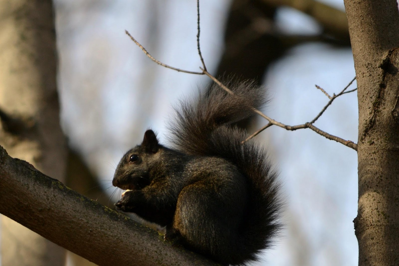 Life-n-Beauty Photography: Several Species of Small Furry Animals