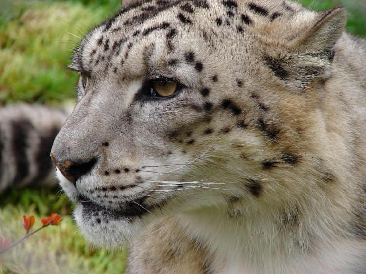 O Livro da Natureza: Leopardo das Neves
