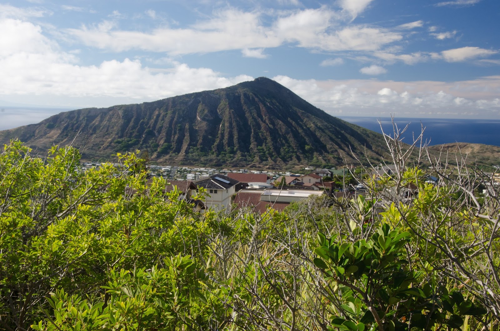 Haole Hiking: Mariner's Ridge:The Adventures of Staley the Dog