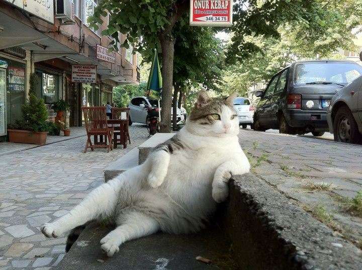 Just Chillin | Funny Pics