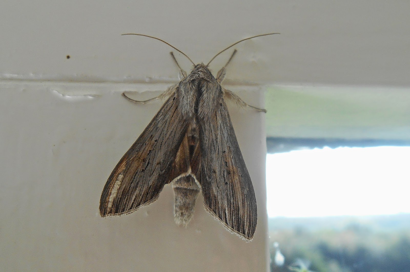 Non-Stop Birding: Conservation Day and Good Moth Night