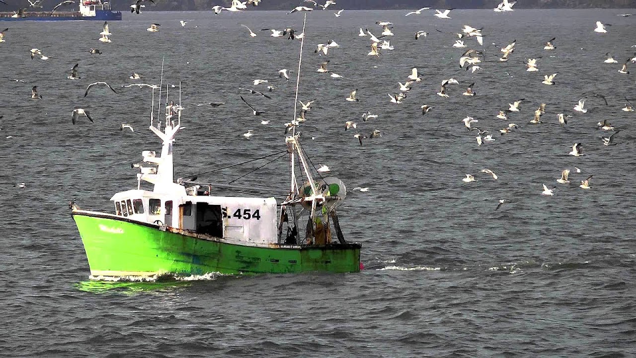 Currach - Irish Fishing Boat - Fish Choices