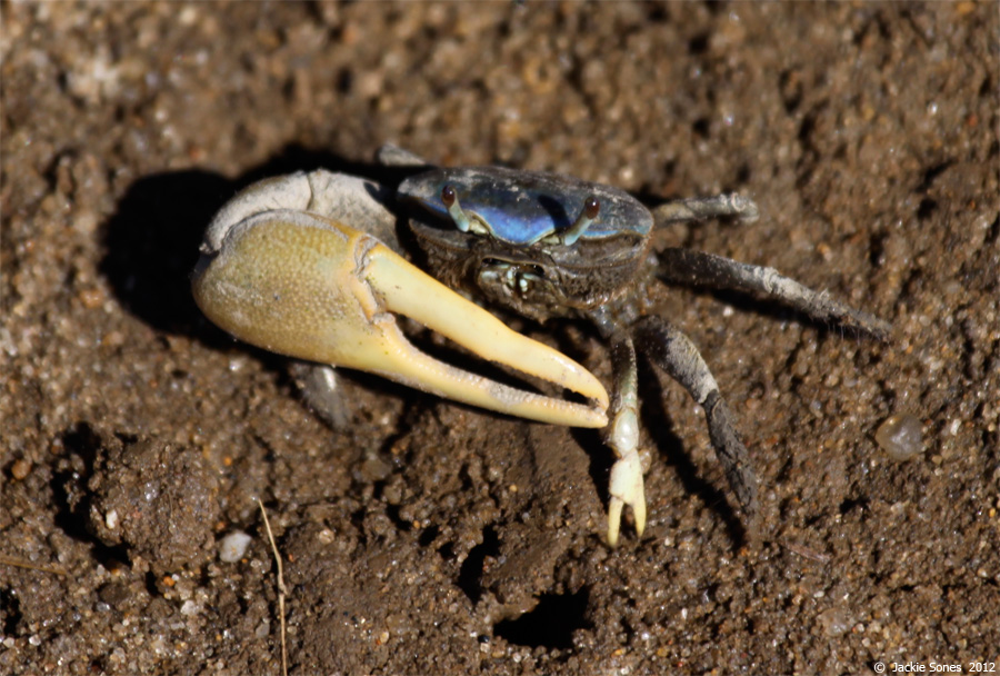 The Natural History of Bodega Head: Fiddlers in the marsh