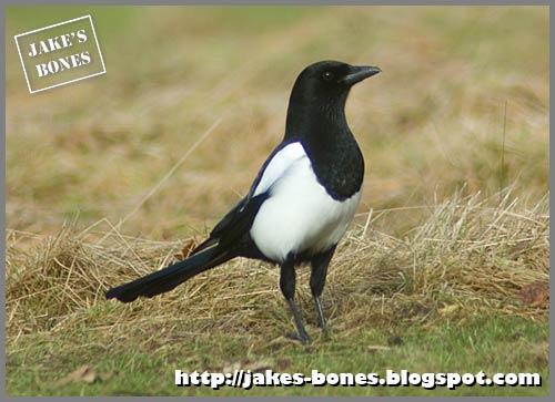Four different corvid skulls : Jake's Bones