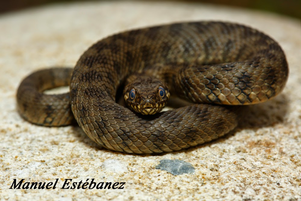 Miradas Cantábricas: Culebra viperina (Natrix maura)