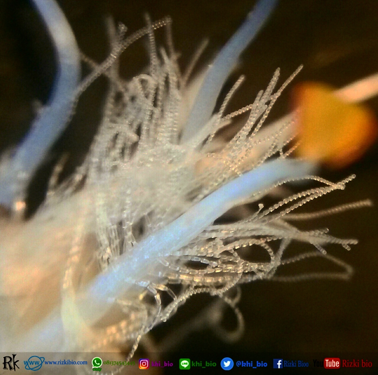 Virtual Laboratory of Plant Taxonomy: Rhoeo discolor (Commelinaceae)