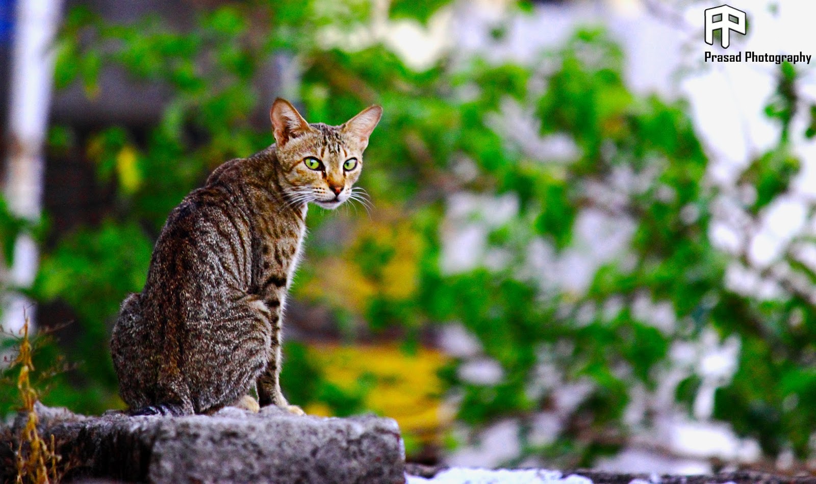 A Picture Is Worth A Thousand Words: A cornered CAT becomes as fierce ...