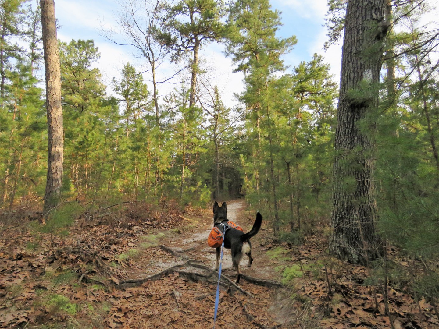 Hiking Wharton Earth Forest, Nj - Batona Trail From Batsto To Mile Mark ...