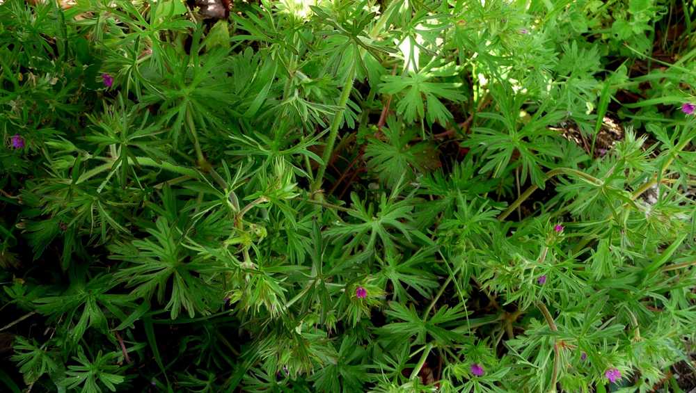 r o b i n 's y a r d: Geranium dissectum