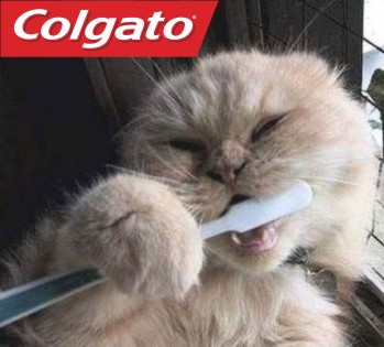MUNDO KECHO: EL GATO KECHO QUIERE TUS DATOS!: LA REVOLUCION DENTAL: EL ...