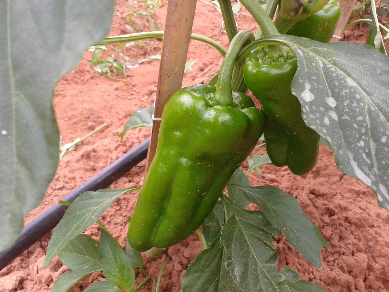 Paraguay: un milagro americano!: Locote paraguayo con calidad de ...