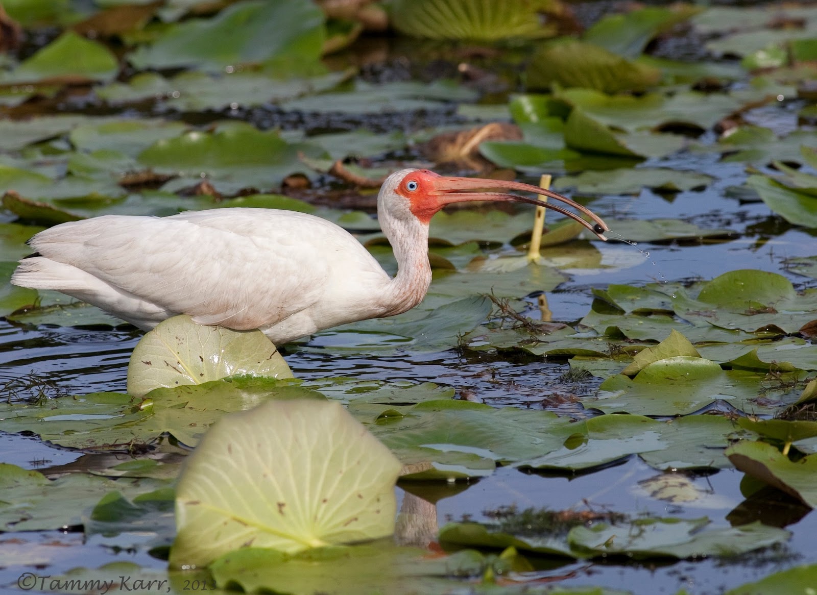 Birding Is Fun!: Behind Blue Eyes