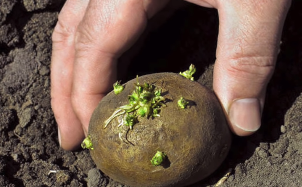 Akak Tak Perlu Beli Kentang Lagi! Begini Cara Tanam Kentang Dalam Guni ...