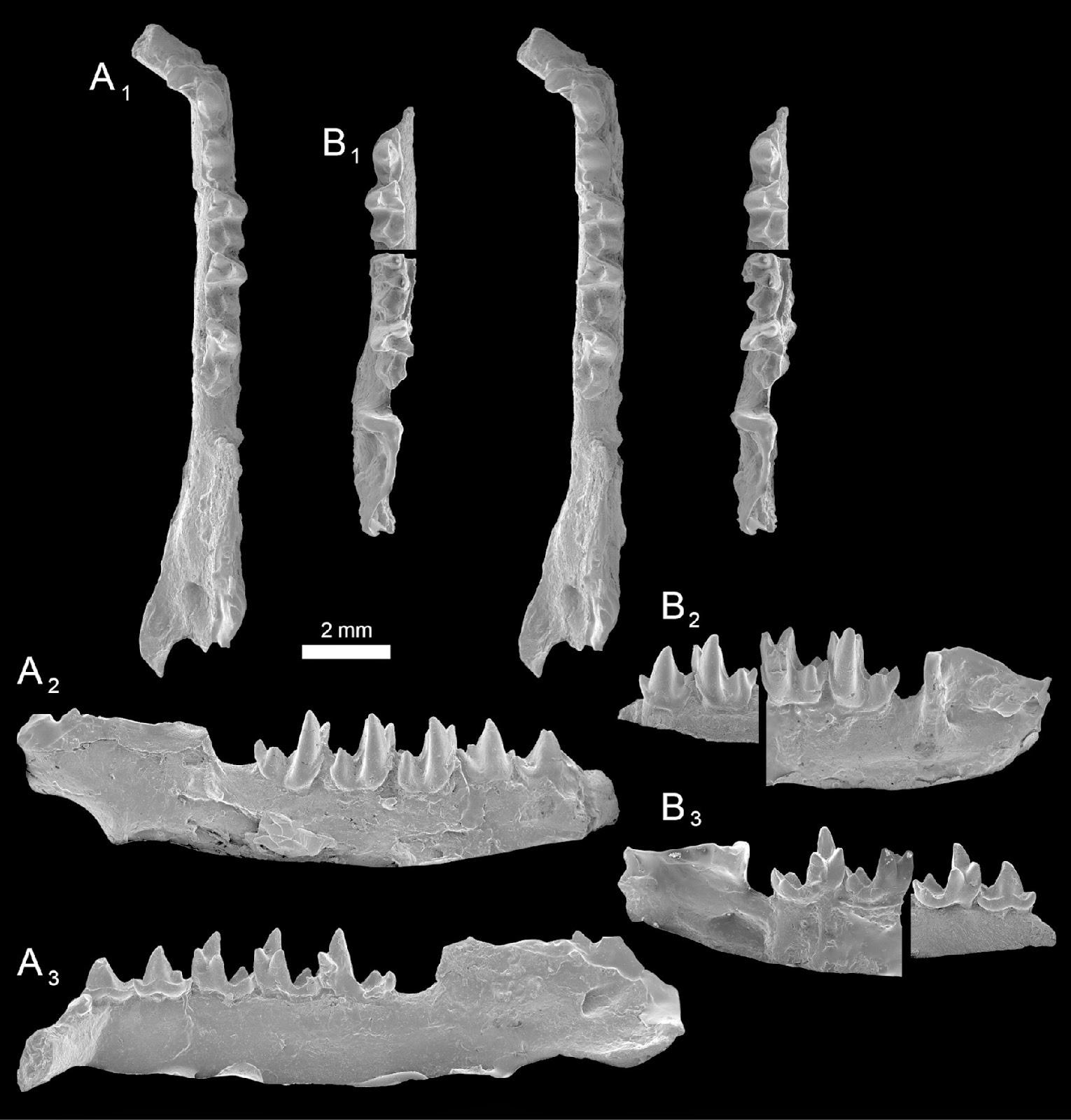 The Dragon's Tales: Albian Cretaceous Wyoming and Montana had a Diverse ...