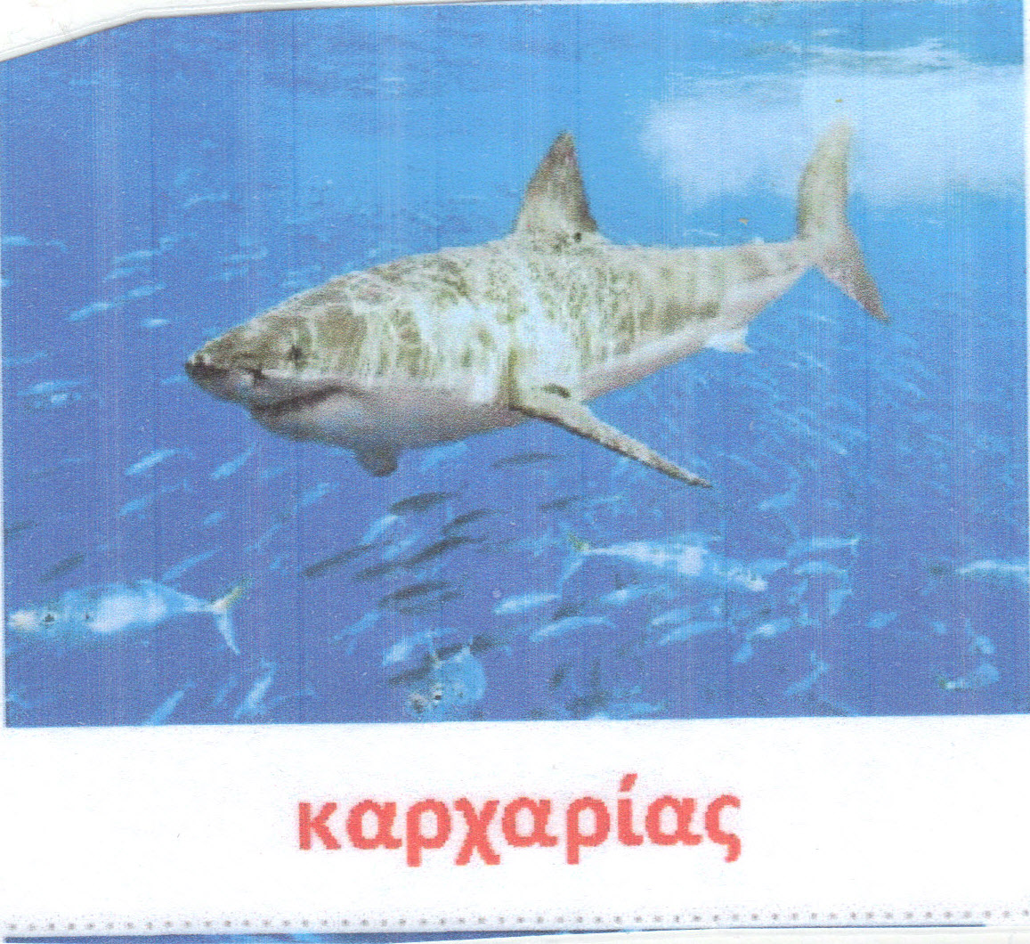 Χαρούμενες φατσούλες στο νηπιαγωγείο: ΨΑΡΙΑ ΚΑΙ ΖΩΑ ΤΗΣ ΘΑΛΑΣΣΑΣ