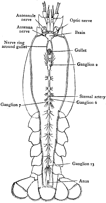 NeuroDojo: What defines a brain?