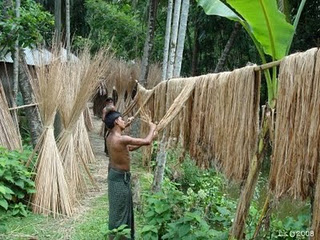 Indian Jute: Jute - Jute Cultivation and Fibre Extraction process