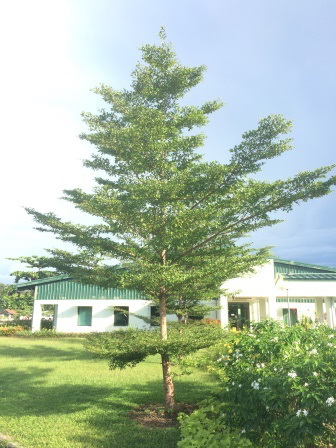 Bucida molineti | Pustaka Flora | Database Tanaman Landscape