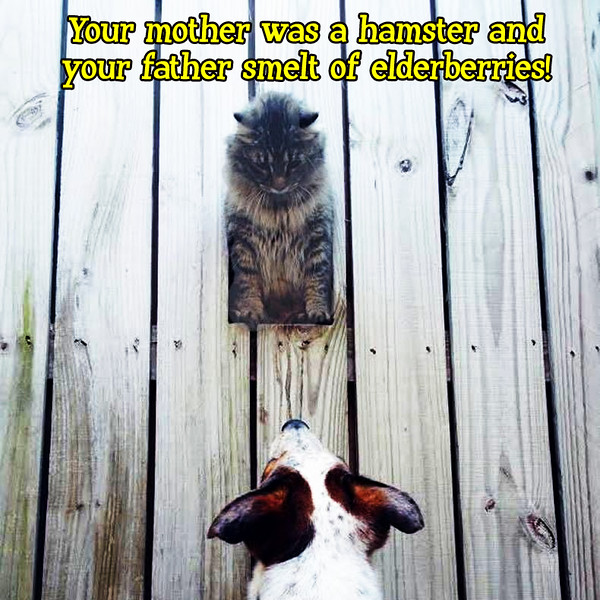 Miss Cellania: Cats Do Monty Python and the Holy Grail