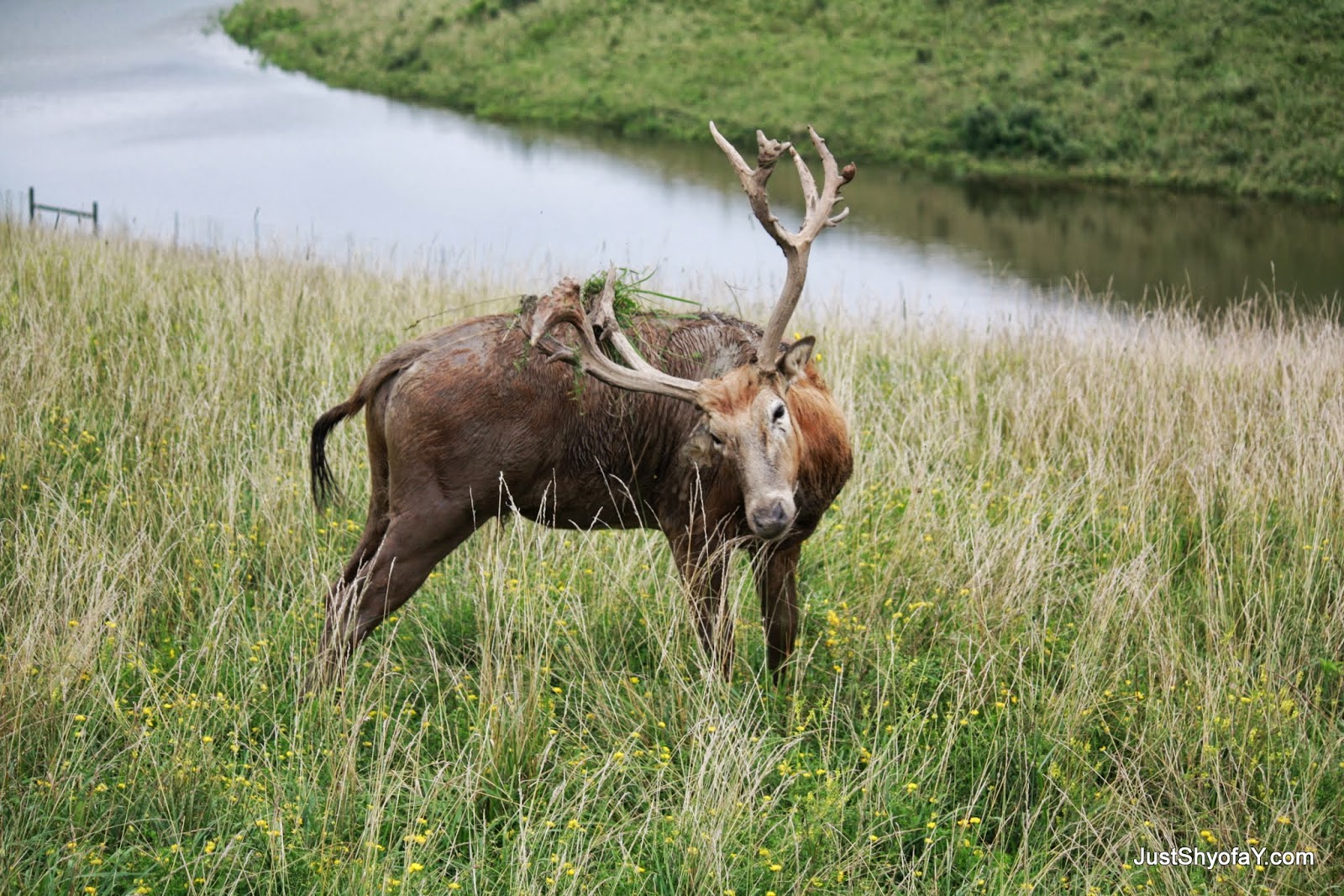 Just Shy of a Y: The Wilds