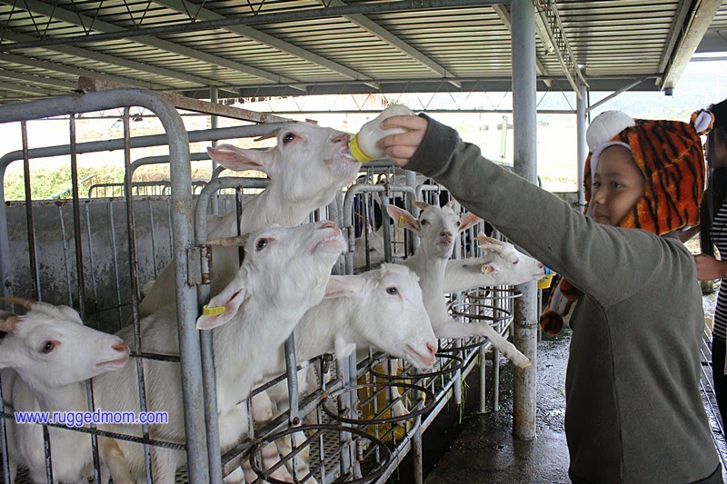 Menyusukan anak lembu di Desa Dairy Farm