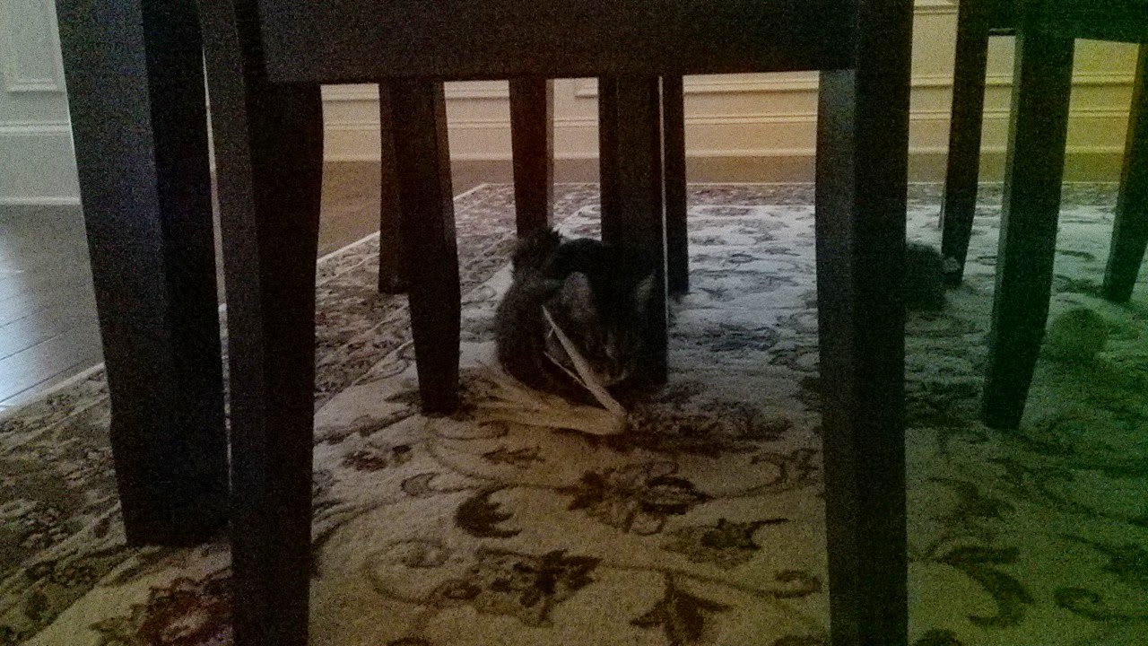 Chic Home Mom: Bad Kitty:) Pics of a kitty being naughty