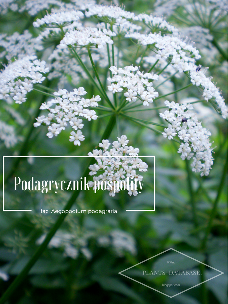 Plants Database: Podagrycznik pospolity (łac. Aegopodium podagraria)