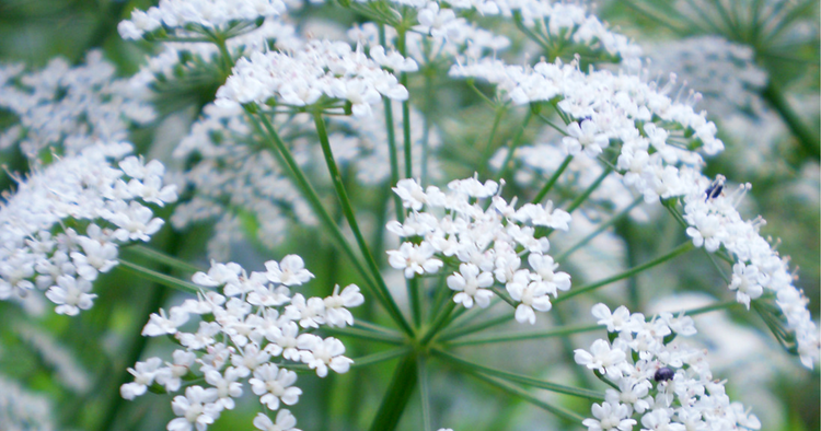 Plants Database: Podagrycznik pospolity (łac. Aegopodium podagraria)