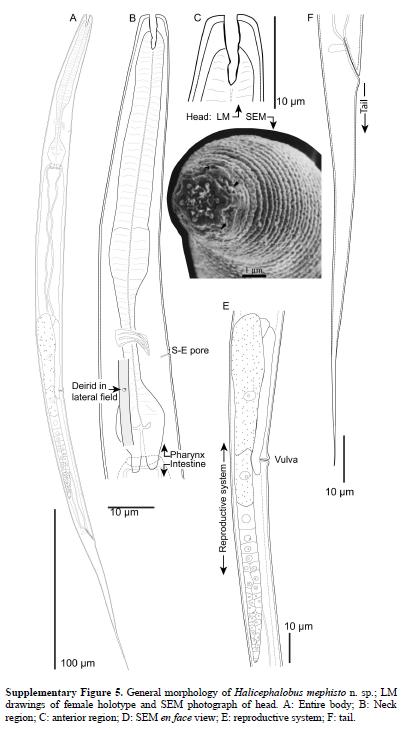 Catalogue of Organisms: It's Nematodes All the Way Down