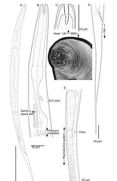 Catalogue of Organisms: It's Nematodes All the Way Down