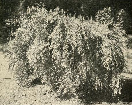 Future Plants by Randy Stewart: THE BROOMS