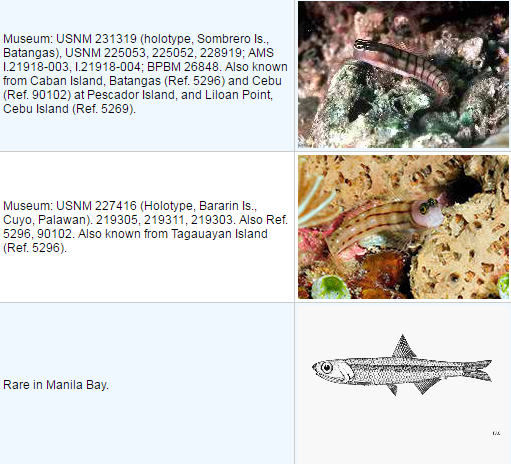 List of Endemic Fish in the Philippines