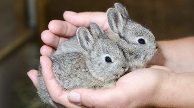 Columbia Basin Pygmy Rabbit