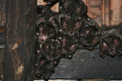 Bat-Short-Tailed Fruit