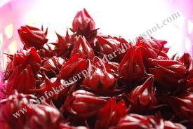 Info Kanser Tulang: Khasiat Rozel (Roselle)