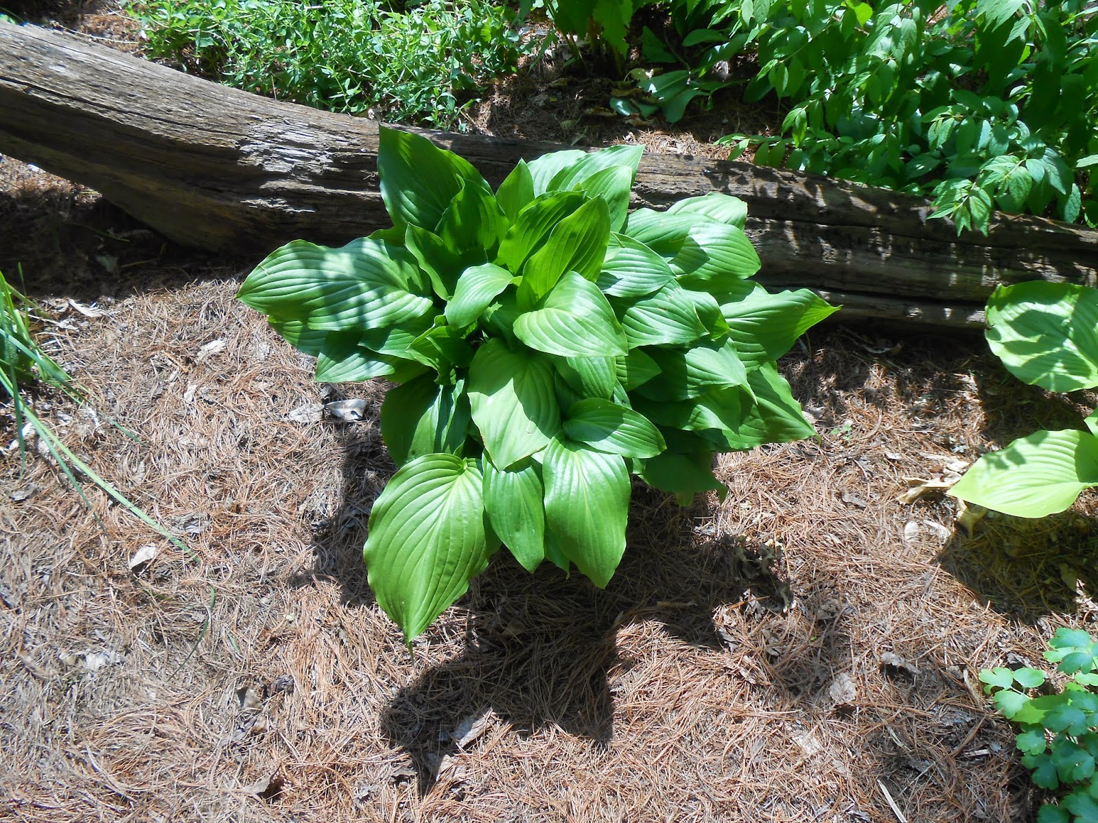 Sproutsandstuff: Moving a Leafed Out Hosta with the Help of a Belt and ...