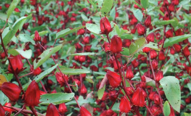 How to Cultivate Rosella Flowers - World of Health