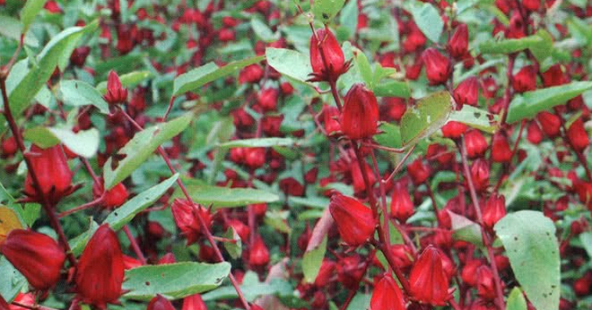 How to Cultivate Rosella Flowers - World of Health