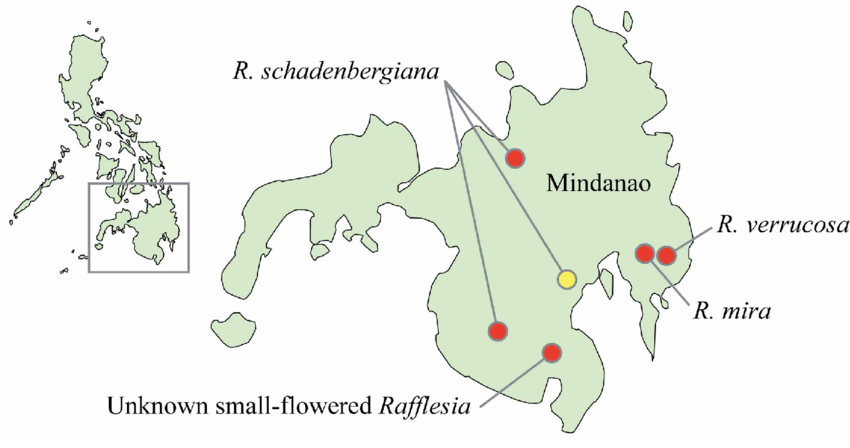 Rafflesia: Rafflesia: The Stinkiest Parasitic Queen