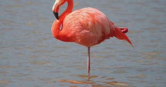 Adaptasi Perilaku Burung Flamingo (Phoenicopterus ruber) - Biologizone