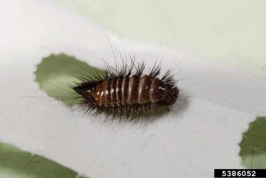 JeffCo Master Gardeners: Carpet Beetles and Other Home Invaders of the ...