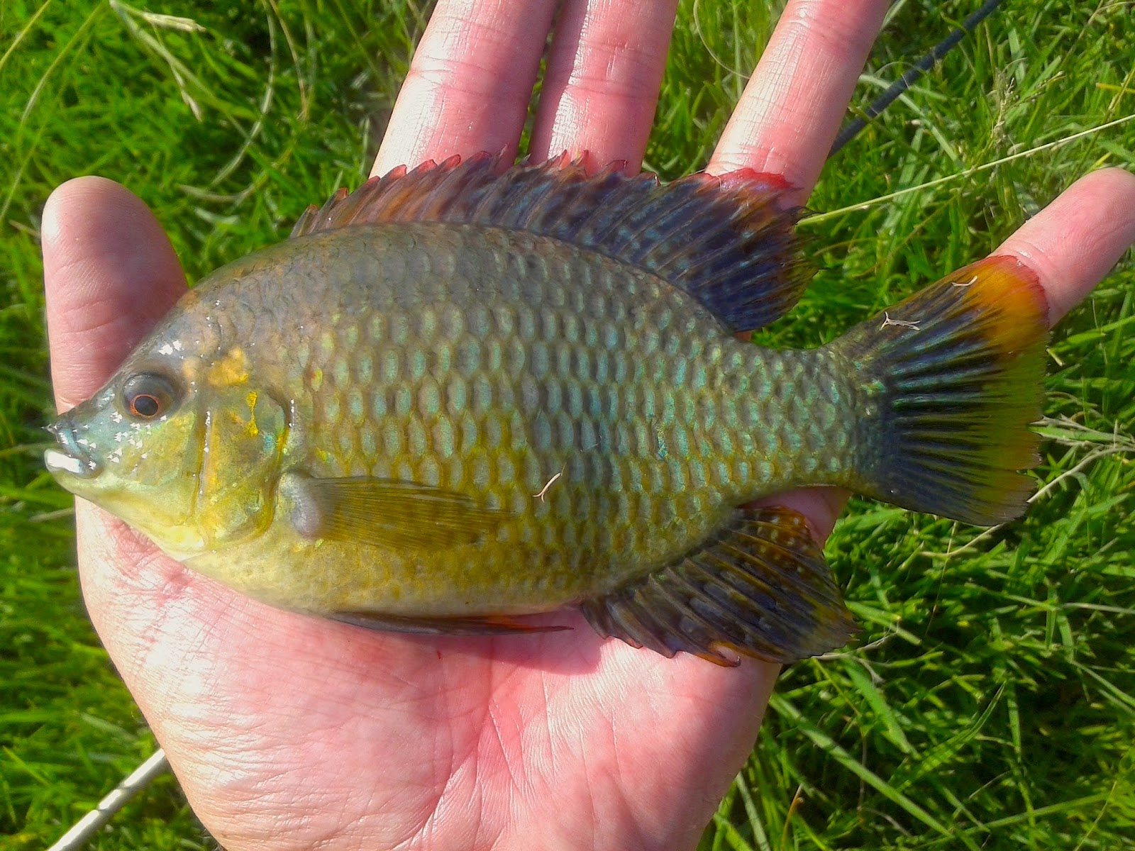 The Erratic Jerk: 2015 - The Year of the Fat Vlei Kurper