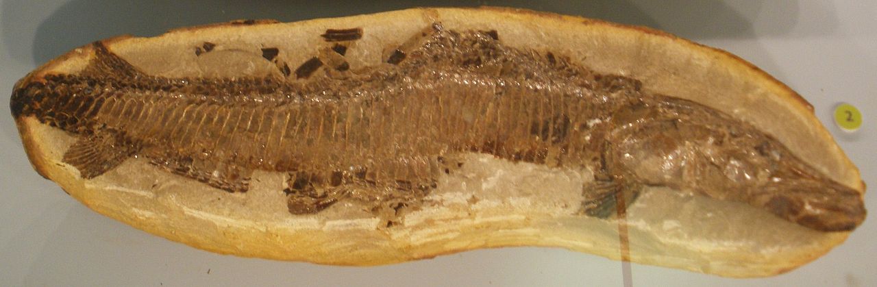 Artes de Pesca: ACTINOPTERYGII