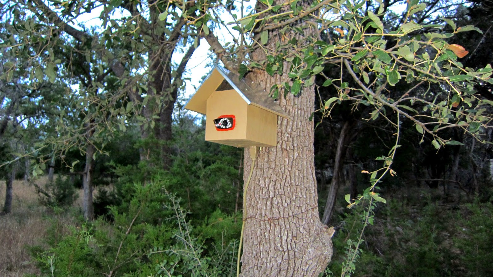 Backyard Buzzing: Camera! Action! Lights!